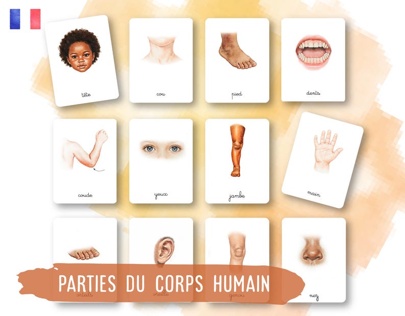 20 Montessori Cards - Human Body - French - Classified Images ...