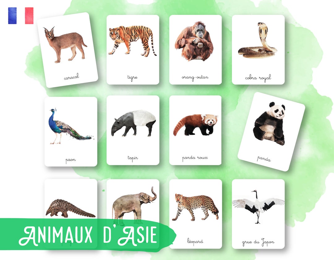 40 Montessori Cards Asian Animals French Classified Images Watercolor ...