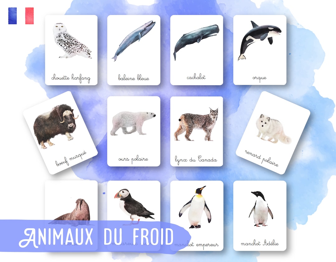 34 Montessori Cards - Cold Animals - French - Classified Images ...