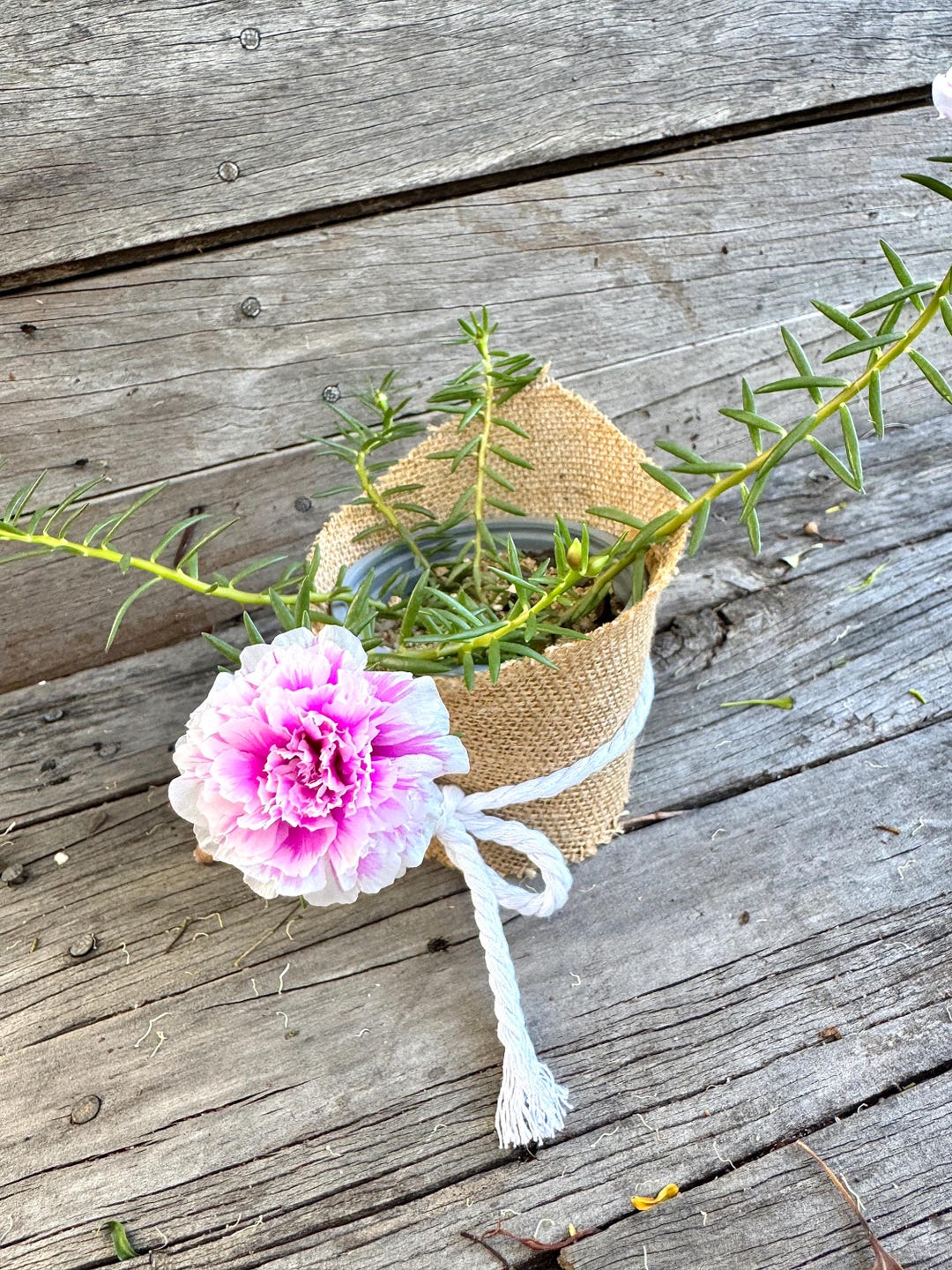 Portulaca Grandiflora - Ten O’clock Flower - Actual Plant - Moss Rose ...