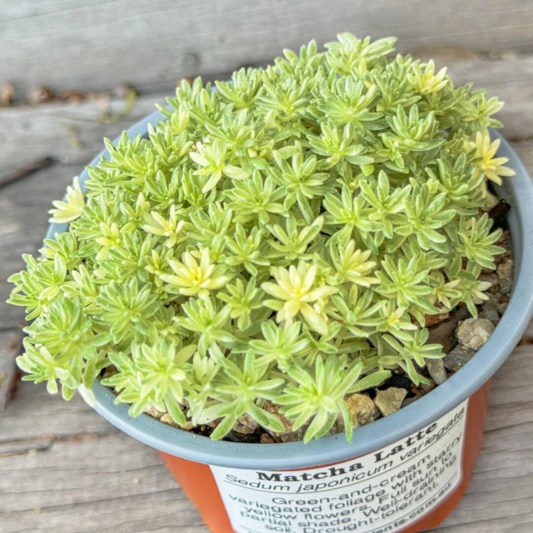 Sedum Japonicum Variegata Matcha Latte Live Plant - Etsy Australia