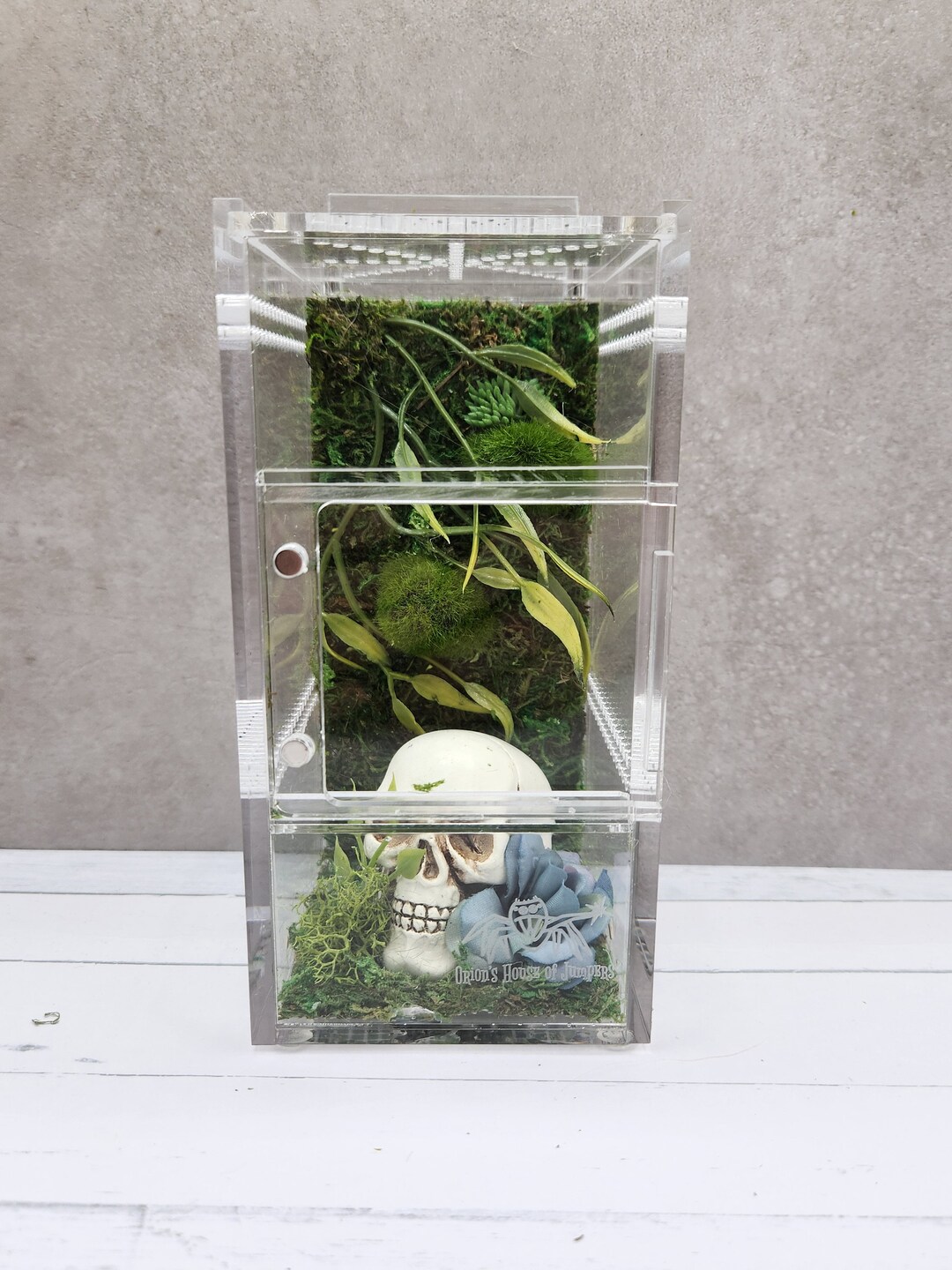 Skull Theme Front Opening Jumping Spider Enclosure 3x3x6 Juvenile - Etsy
