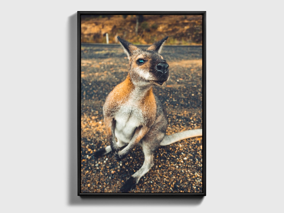 Kangaroo Art | Animal Nursery | Australian Animal Print | Kangaroo ...