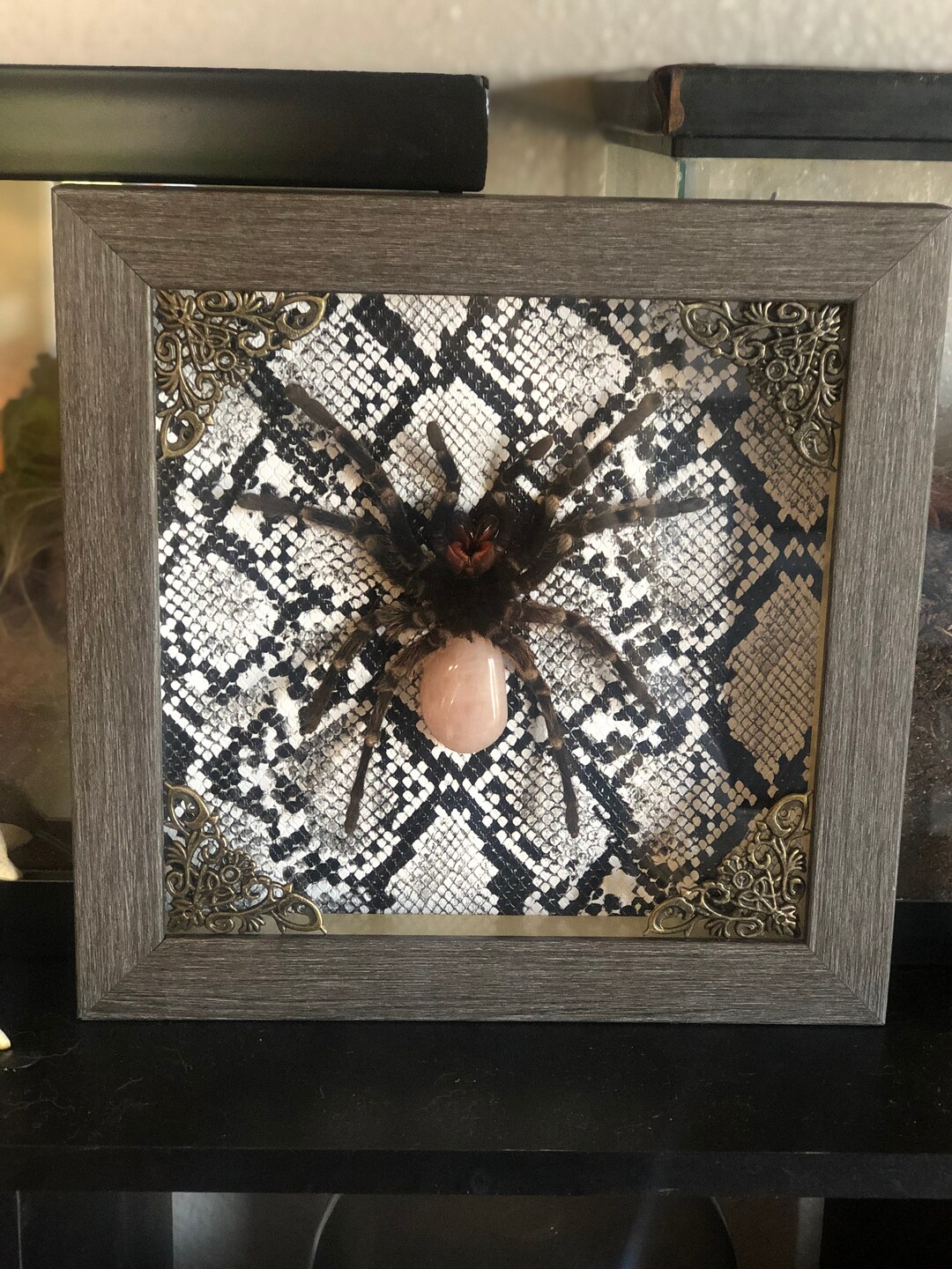 Tarantula Molt Shadow Box Etsy Canada