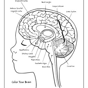 Printable Anatomy Coloring Pages for Kids & Adults | 85 Pages | Instant ...
