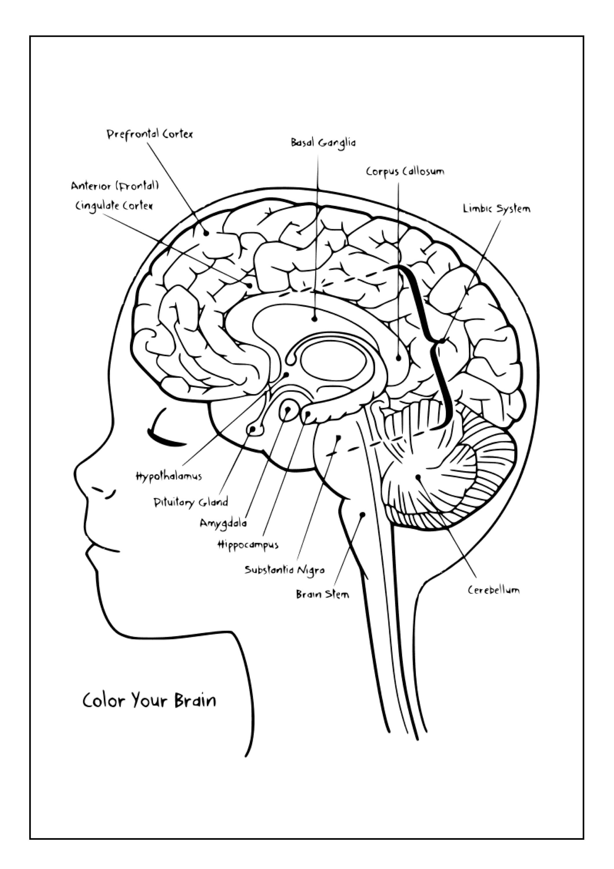 Printable Anatomy Coloring Pages for Kids & Adults | 85 Pages | Instant ...