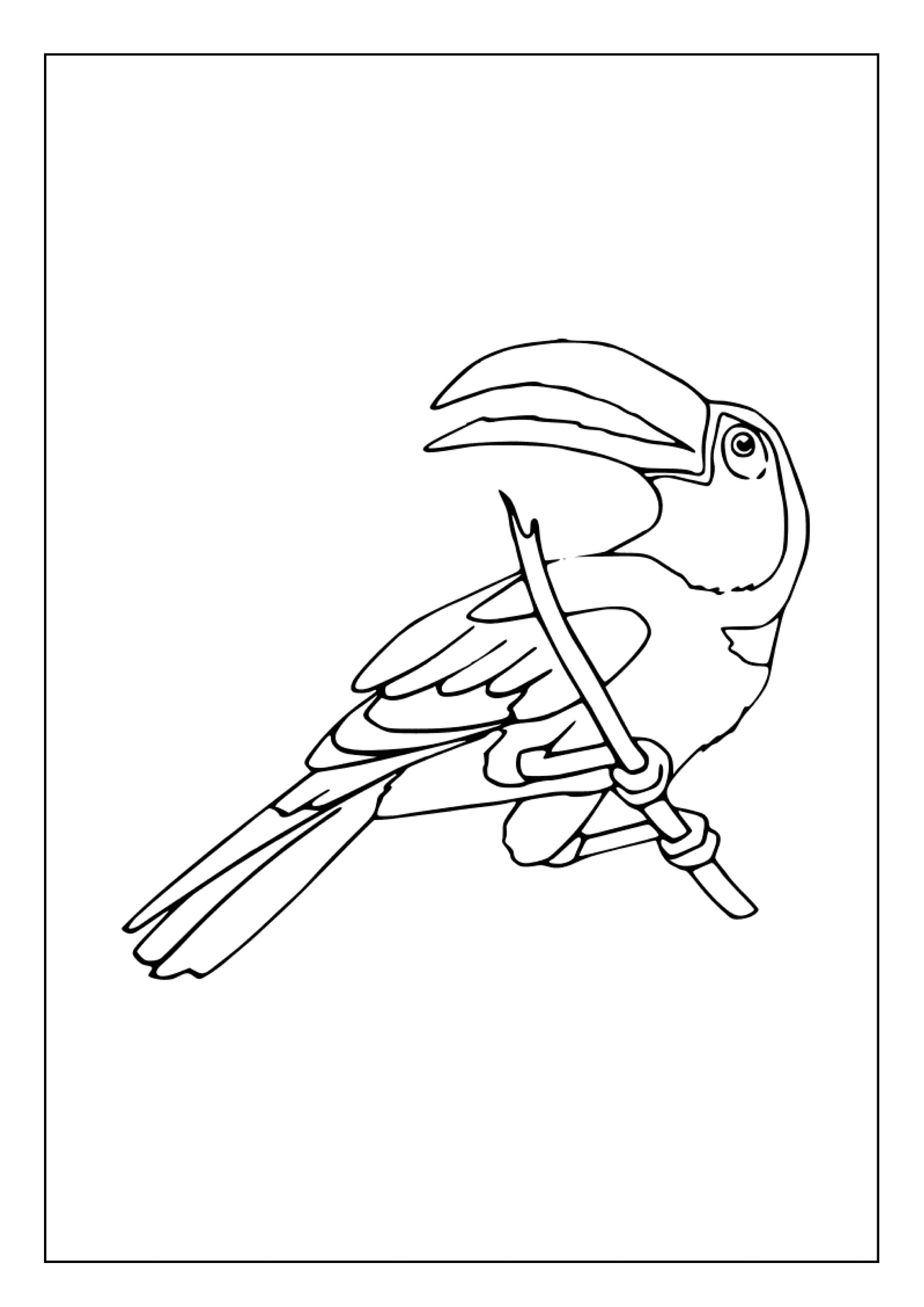 Printable Toucan Coloring Pages for Kids & Adults | 35 Pages | Instant ...