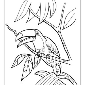 Printable Toucan Coloring Pages for Kids & Adults | 35 Pages | Instant ...