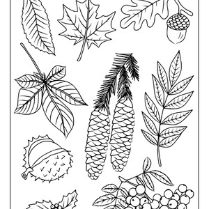 Printable Leaves Coloring Pages for Kids & Adults | 80 Pages | Digital ...
