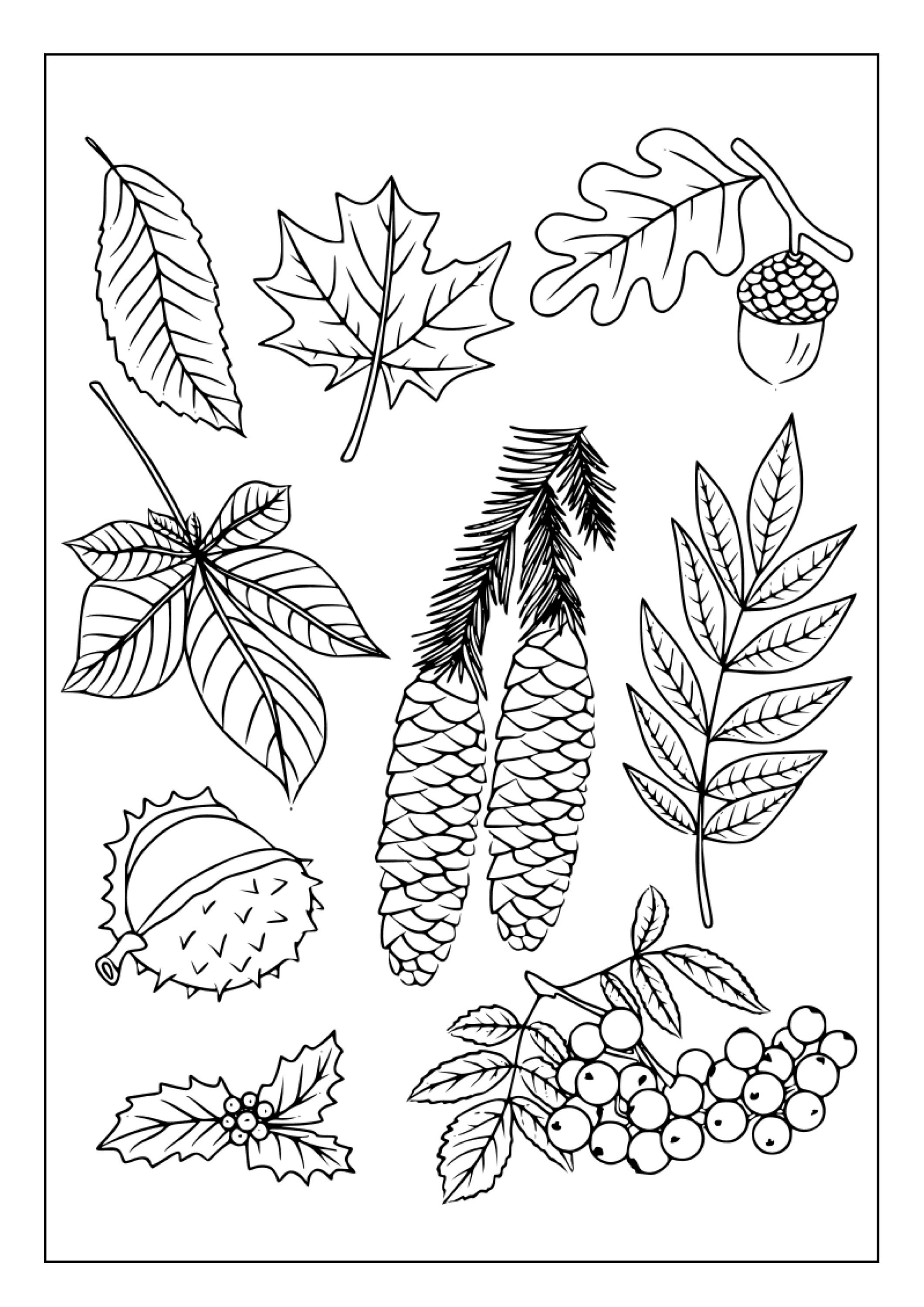 Printable Leaves Coloring Pages for Kids & Adults 80 Pages Digital ...