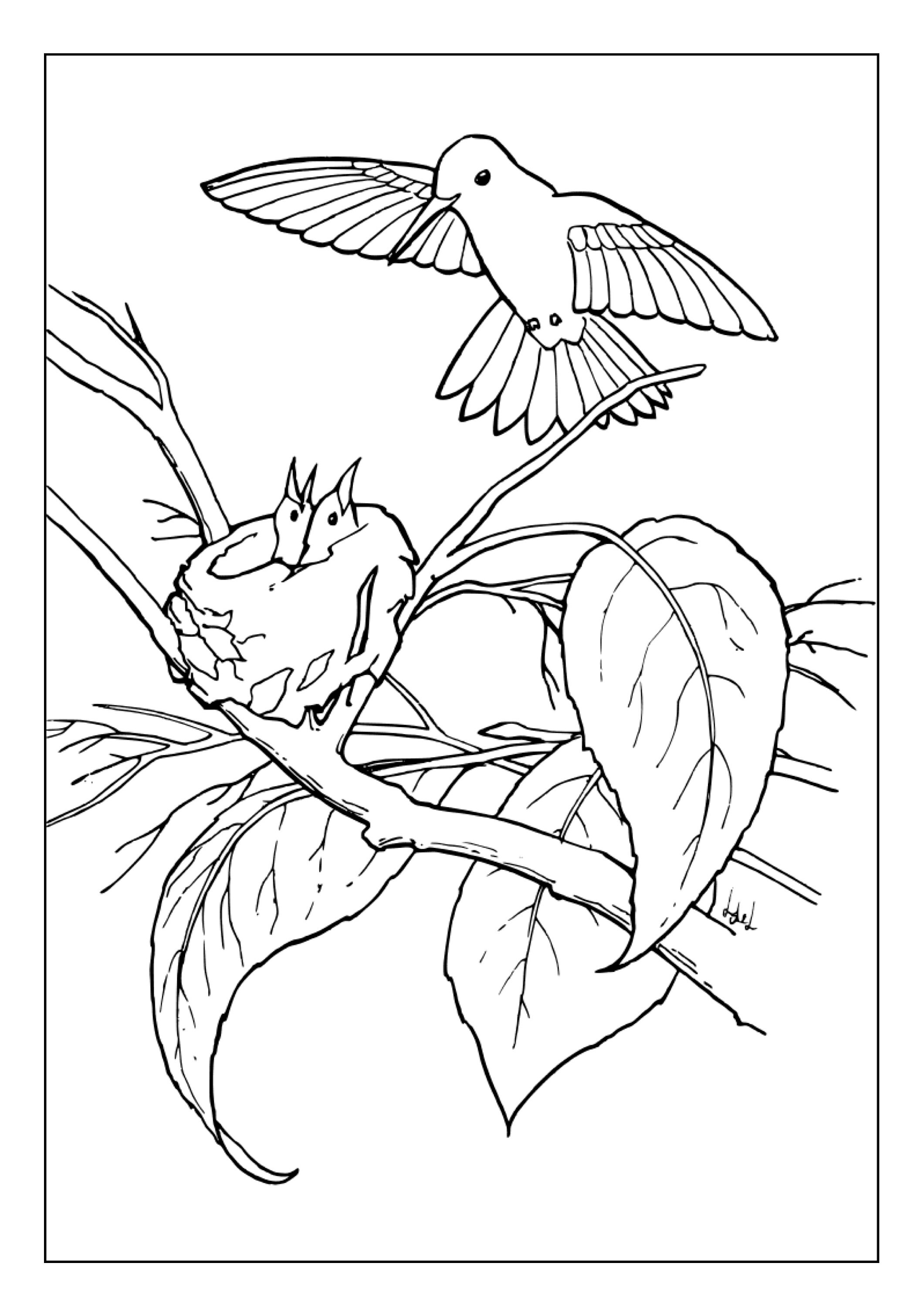 Printable Hummingbird Coloring Pages for Kids & Adults | 30 Pages ...