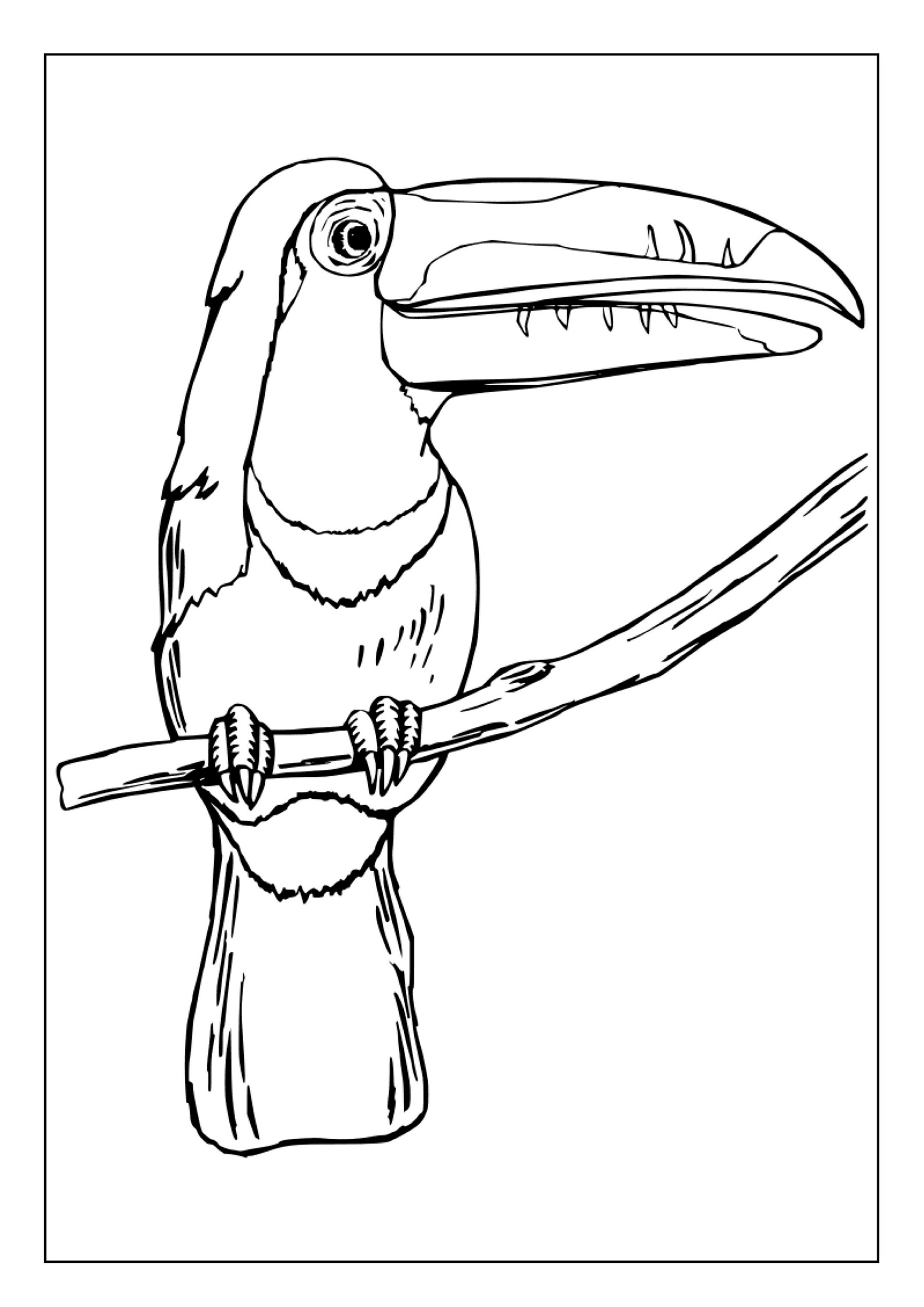 Printable Toucan Coloring Pages for Kids & Adults | 35 Pages | Instant ...