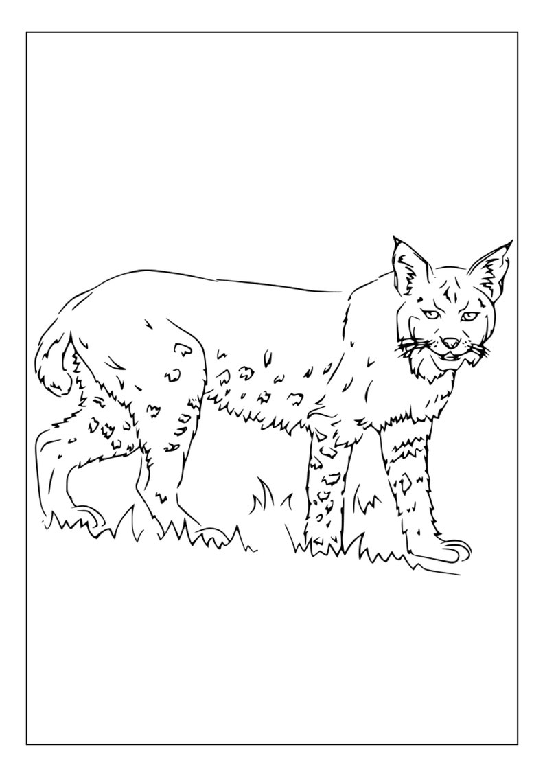 Printable Lynx Coloring Pages for Kids & Adults | 30 Pages | Instant ...