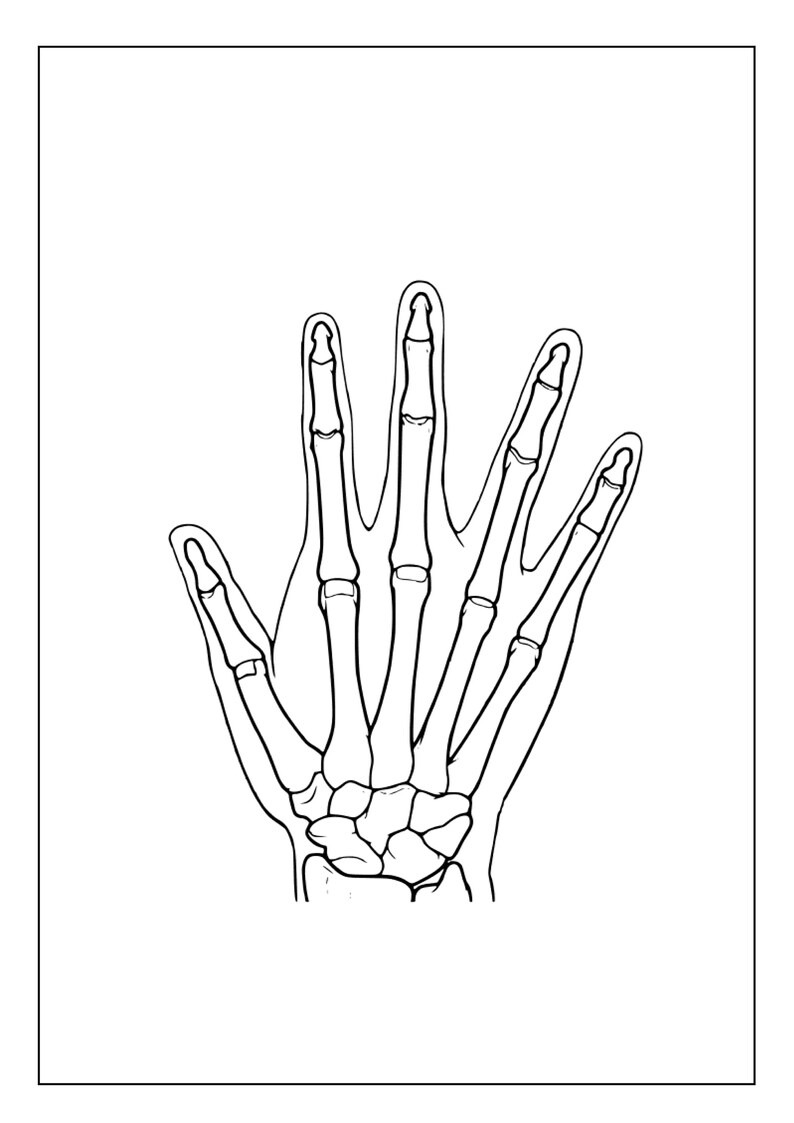 Printable Anatomy Coloring Pages for Kids & Adults | 85 Pages | Instant ...