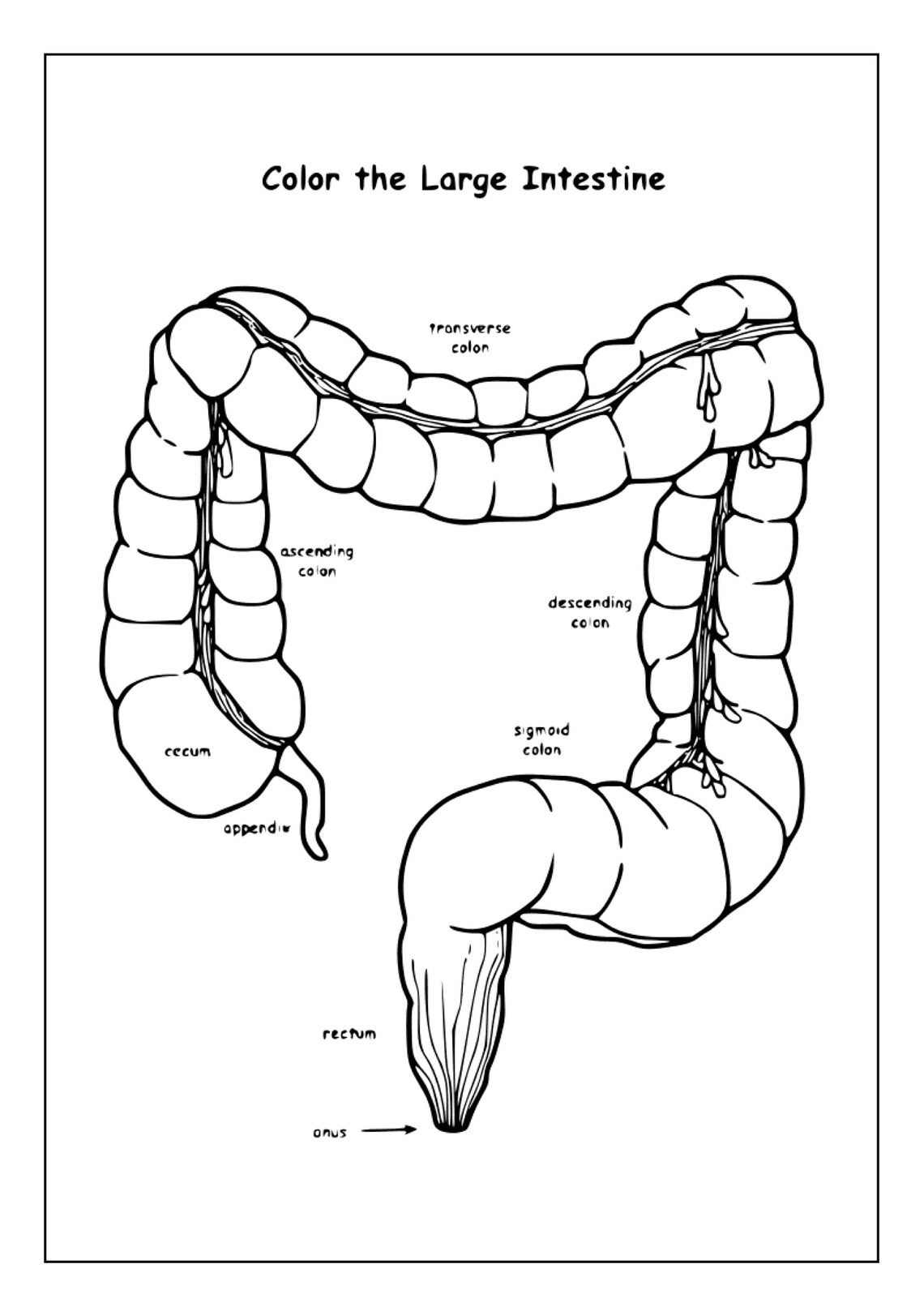 Printable Anatomy Coloring Pages for Kids & Adults | 85 Pages | Instant ...