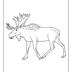 Printable Moose Coloring Pages for Kids & Adults | 35 Pages | Instant ...