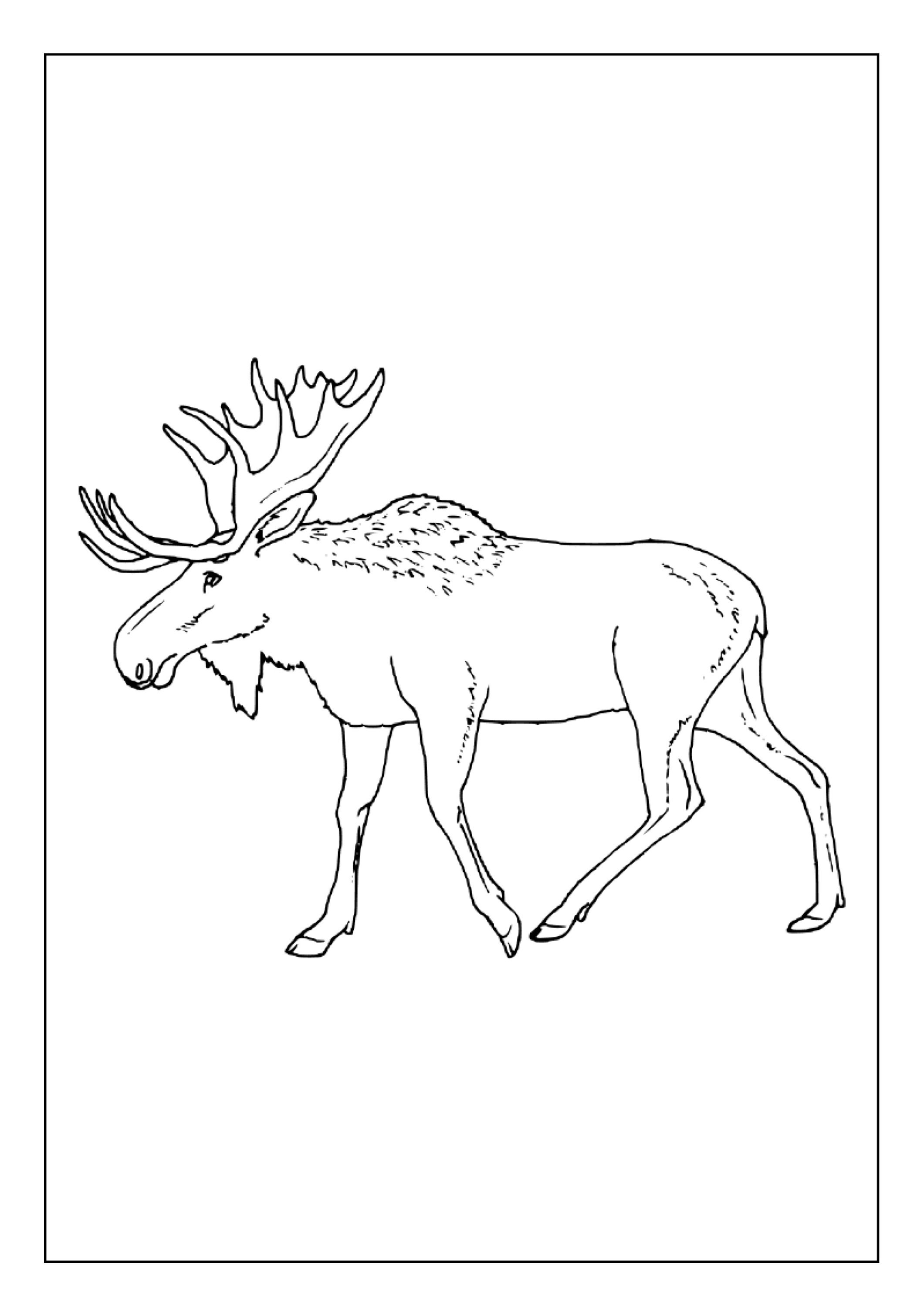 Printable Moose Coloring Pages for Kids & Adults | 35 Pages | Instant ...