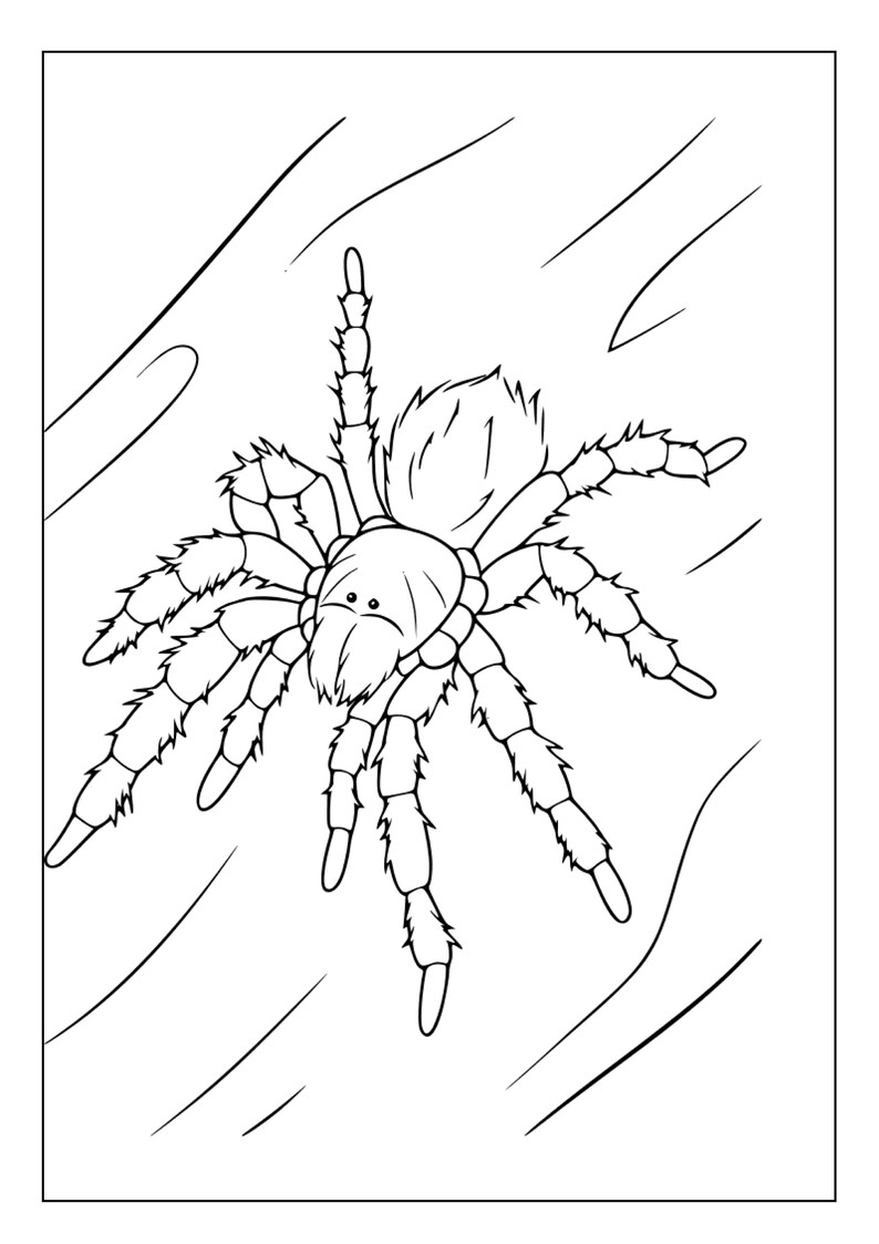 Printable Spiders Coloring Pages for Kids & Adults 80 Pages - Etsy