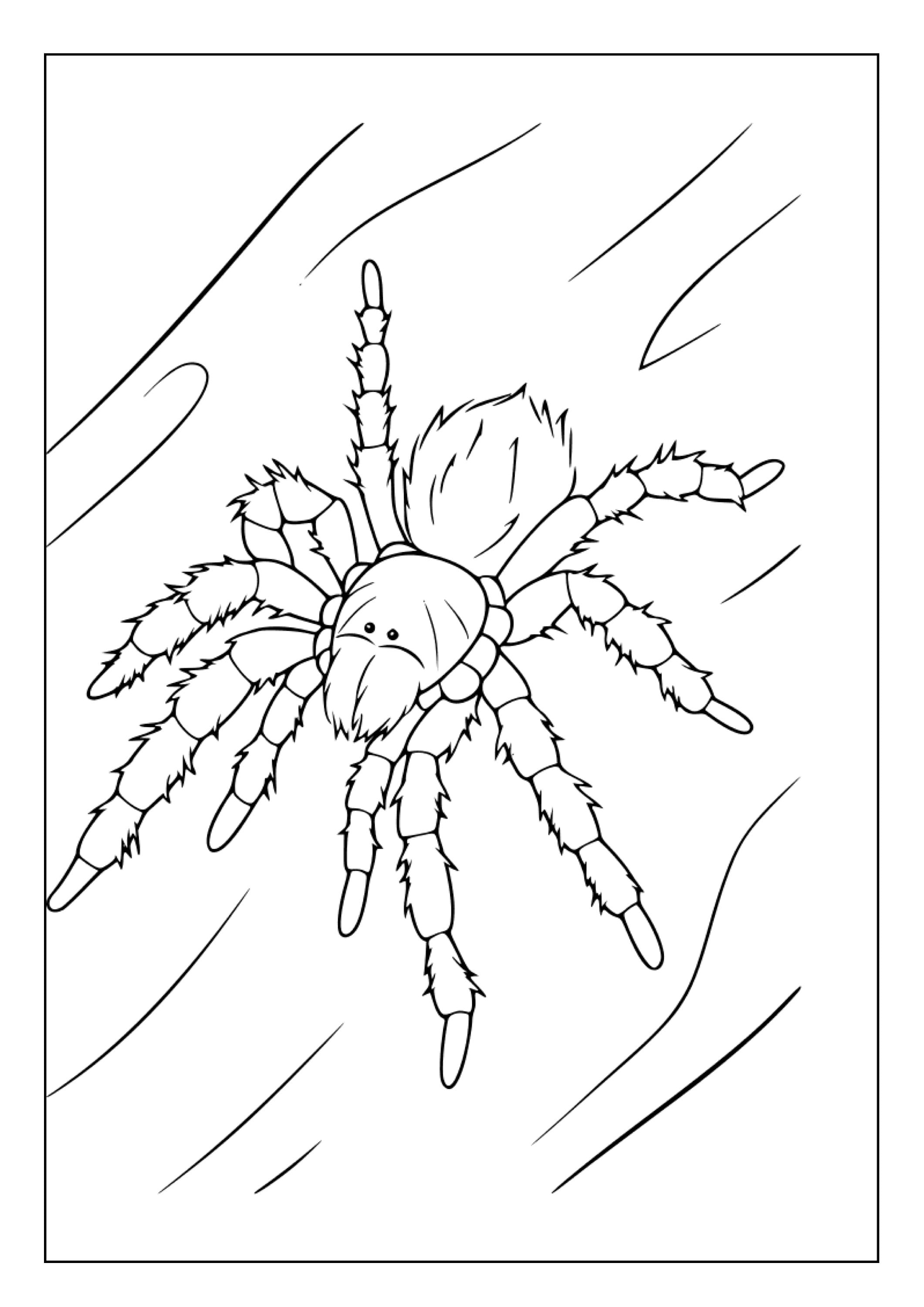 Printable Spiders Coloring Pages for Kids & Adults 80 Pages - Etsy UK