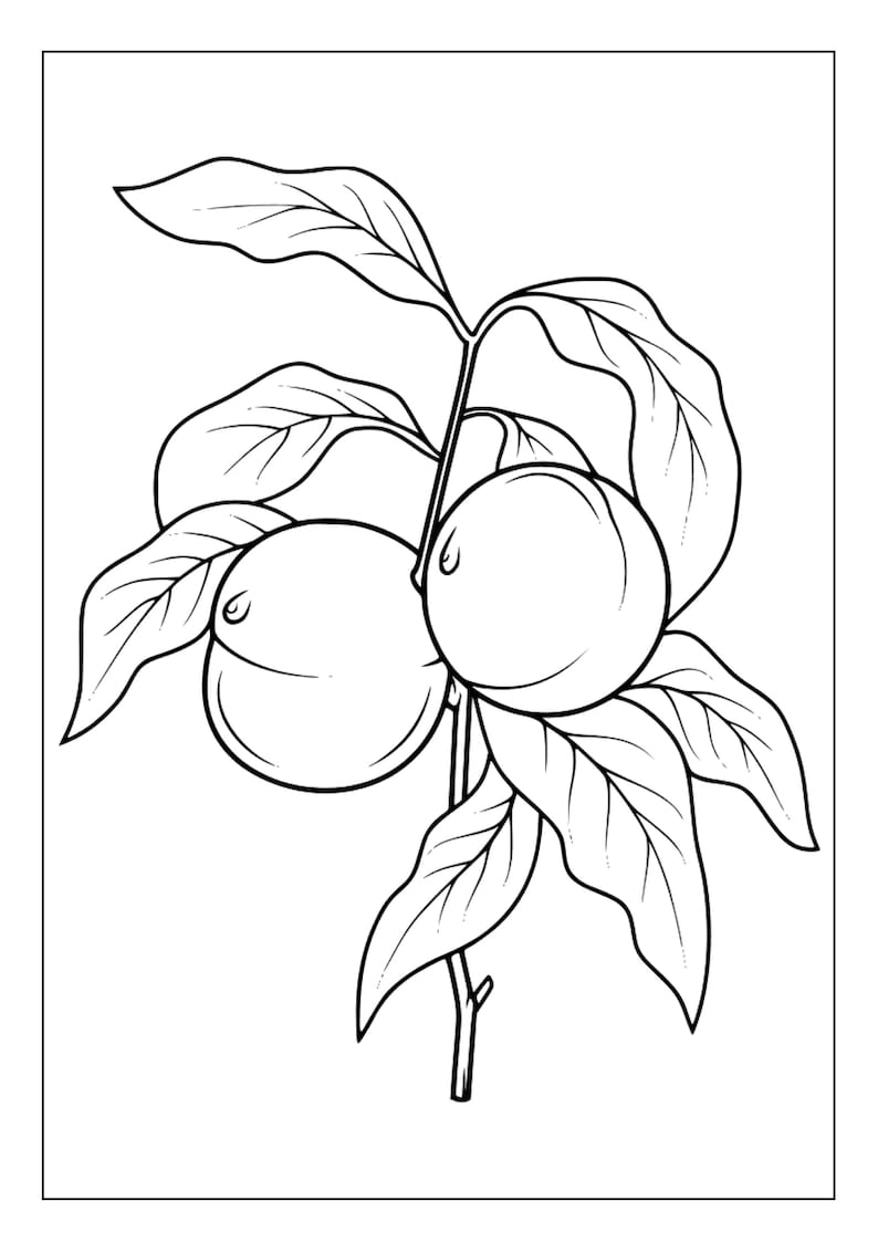Printable Peach Coloring Pages for Kids & Adults | 25 Pages | Instant ...