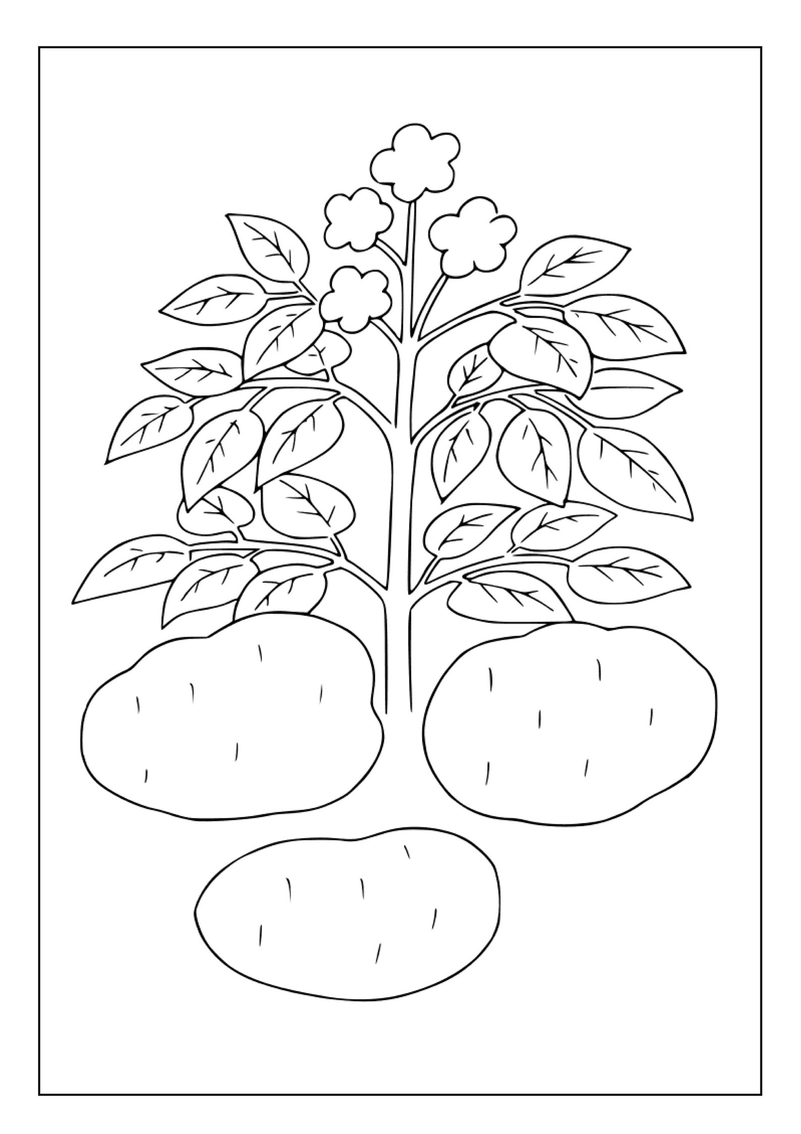 Printable Potato Coloring Pages for Kids & Adults | 30 Pages | Digital ...