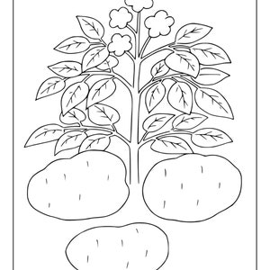 Printable Potato Coloring Pages for Kids & Adults | 30 Pages | Digital ...