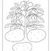 Printable Potato Coloring Pages for Kids & Adults 30 Pages Digital ...