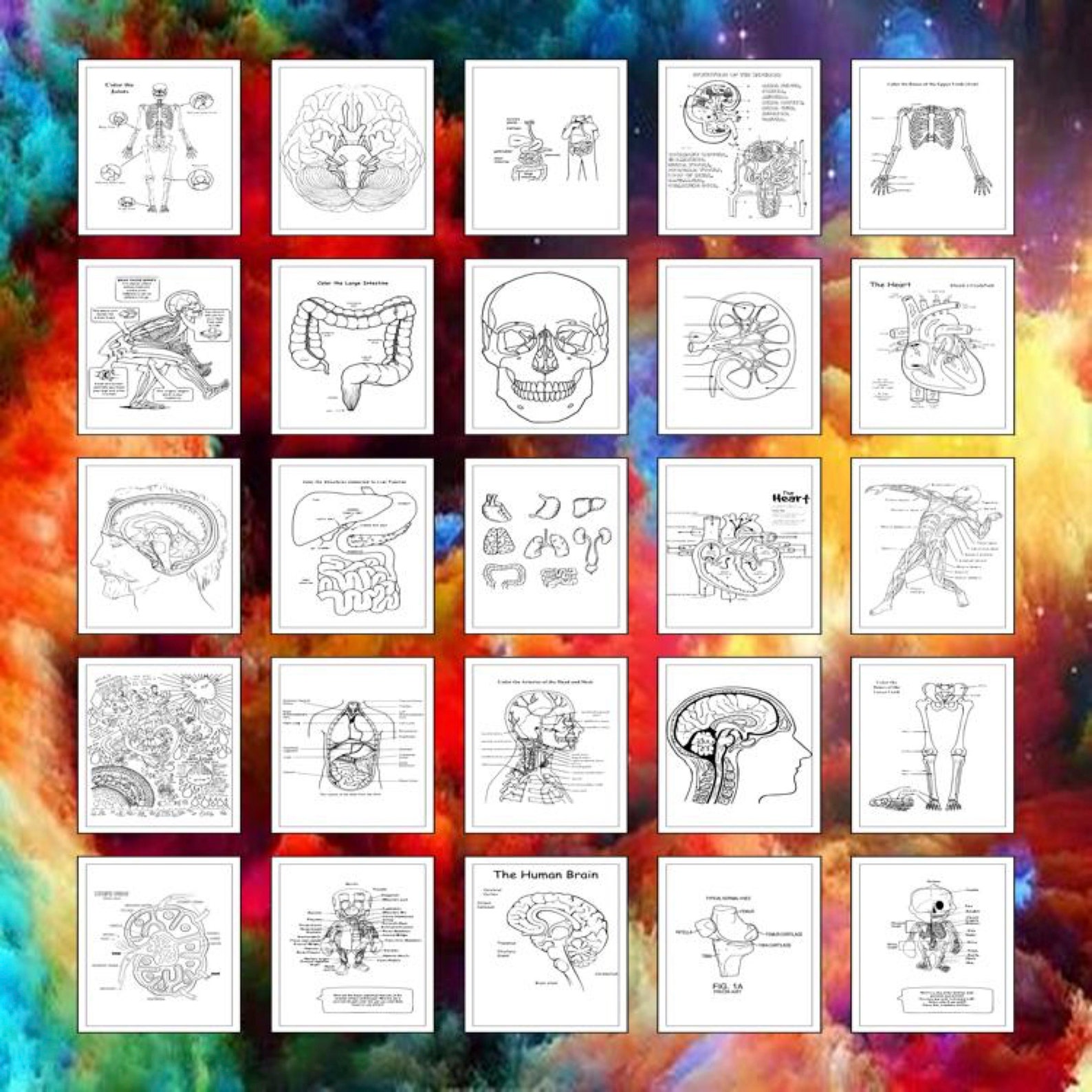 Printable Anatomy Coloring Pages for Kids & Adults | 85 Pages | Instant ...