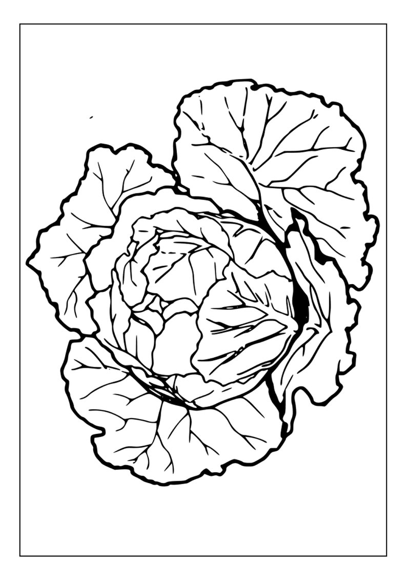 Printable Cabbage Coloring Pages for Kids & Adults | 30 Pages | Instant ...