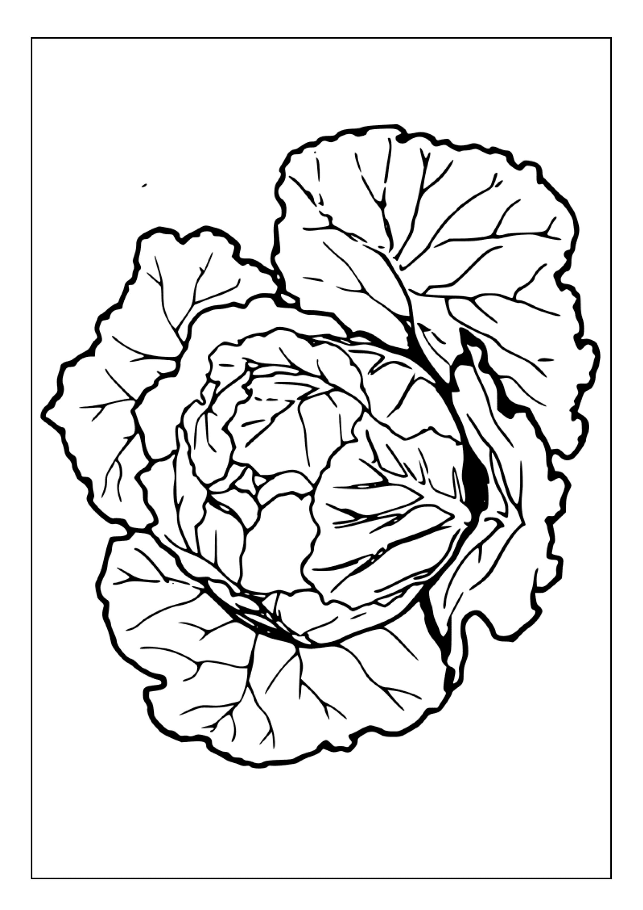 Printable Cabbage Coloring Pages for Kids & Adults | 30 Pages | Instant ...