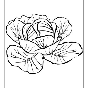 Printable Cabbage Coloring Pages for Kids & Adults | 30 Pages | Instant ...