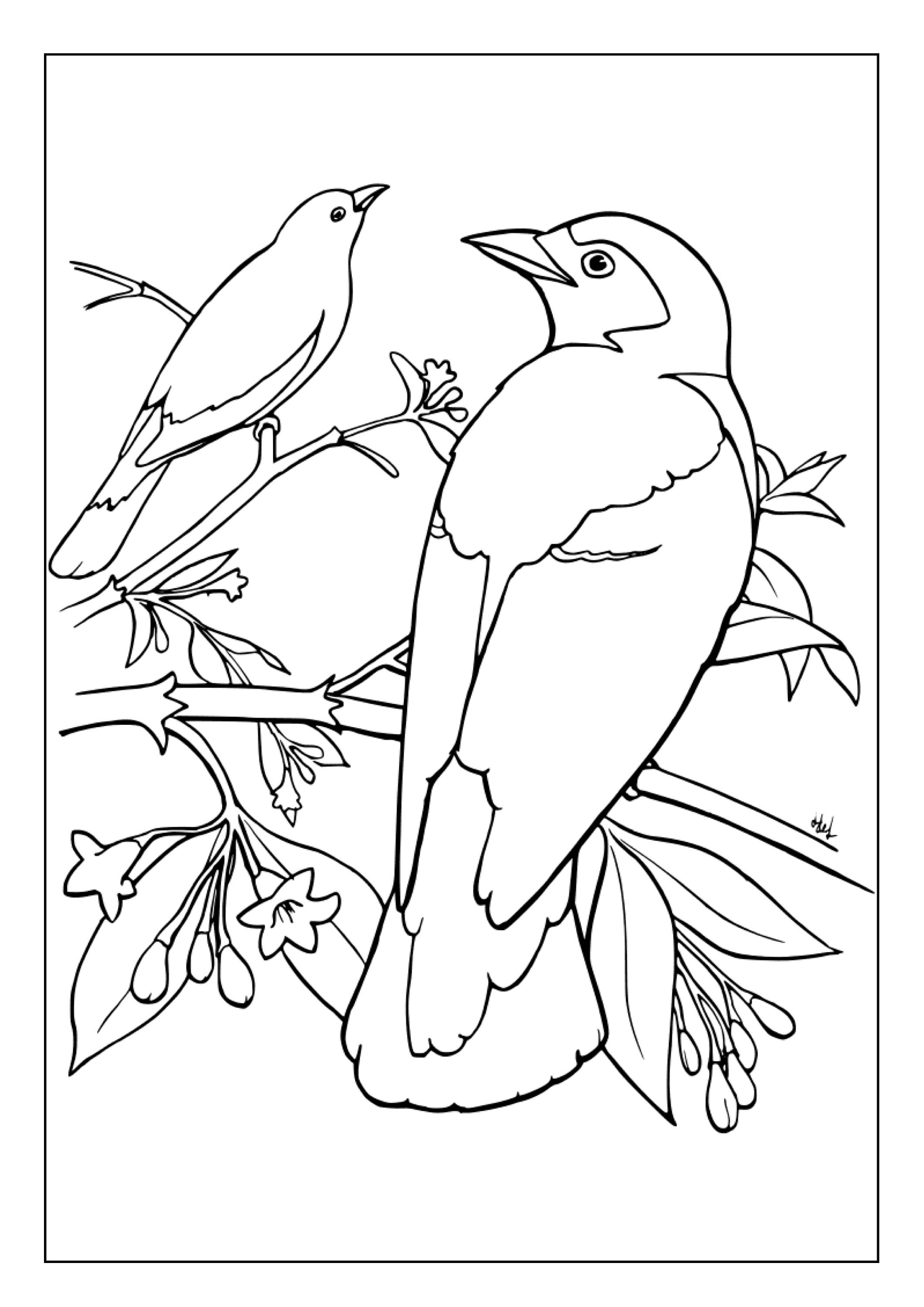 Printable Bird Coloring Pages for Kids and Adults | 70 Pages | Instant ...