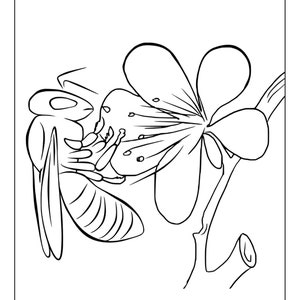 Printable Insects Coloring Pages for Kids and Adults | 90 Pages ...