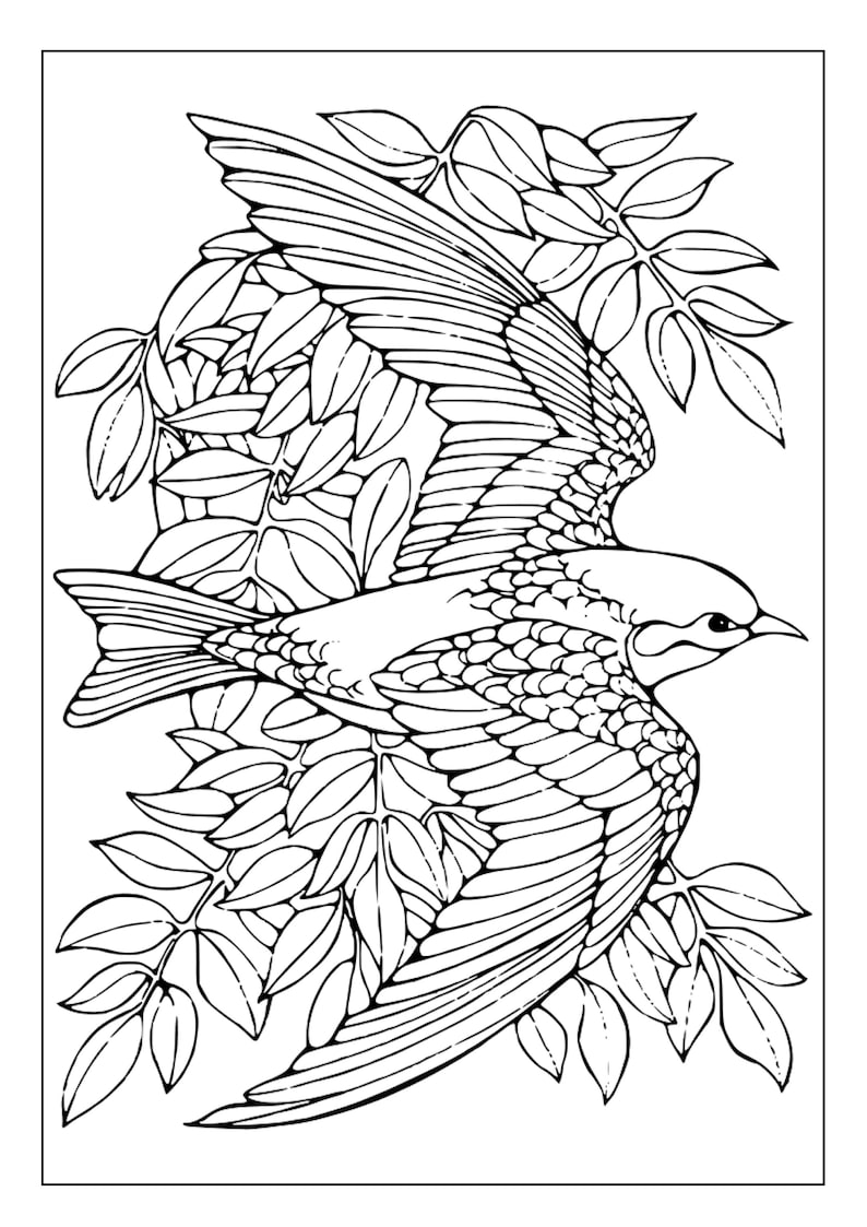 Printable Zentangle Birds Coloring Pages for Kids & Adults | 25 Pages ...