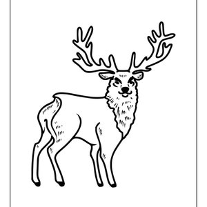 Printable Mammals Coloring Pages for Kids & Adults | 40 Pages | Instant ...