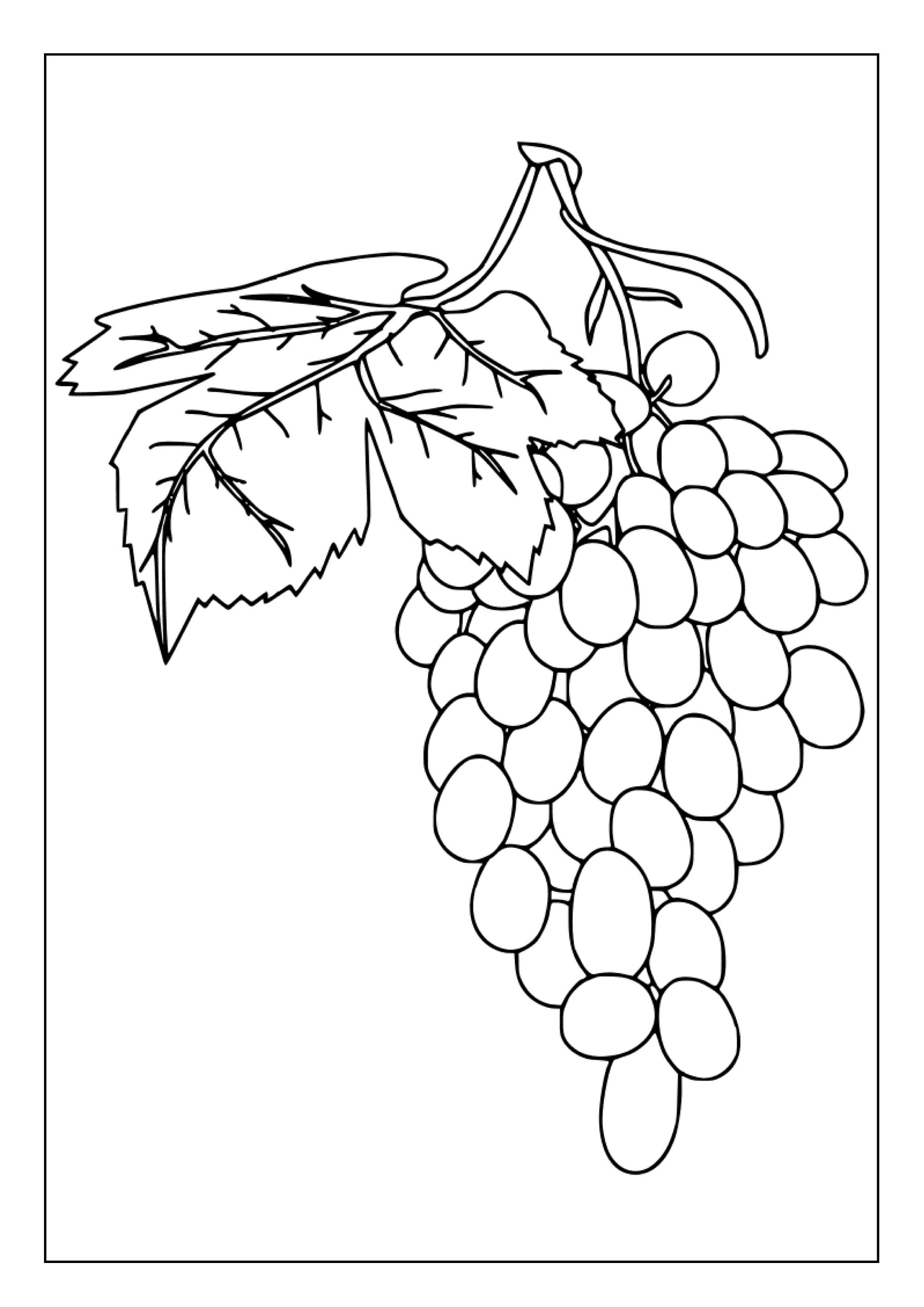 Printable Grapes Coloring Pages for Kids & Adults | 30 Pages | Instant ...