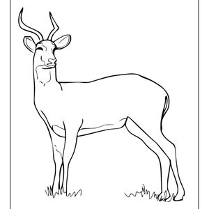 Printable Antelope Coloring Pages for Kids & Adults |35 Pages | Digital ...