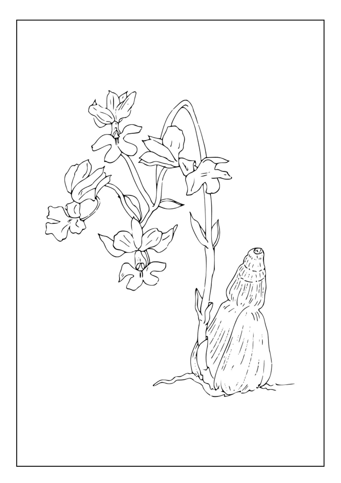 Printable Orchid Coloring Pages for Kids & Adults | 30 Pages | Instant ...