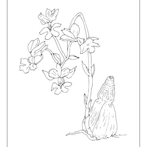 Printable Orchid Coloring Pages for Kids & Adults | 30 Pages | Instant ...