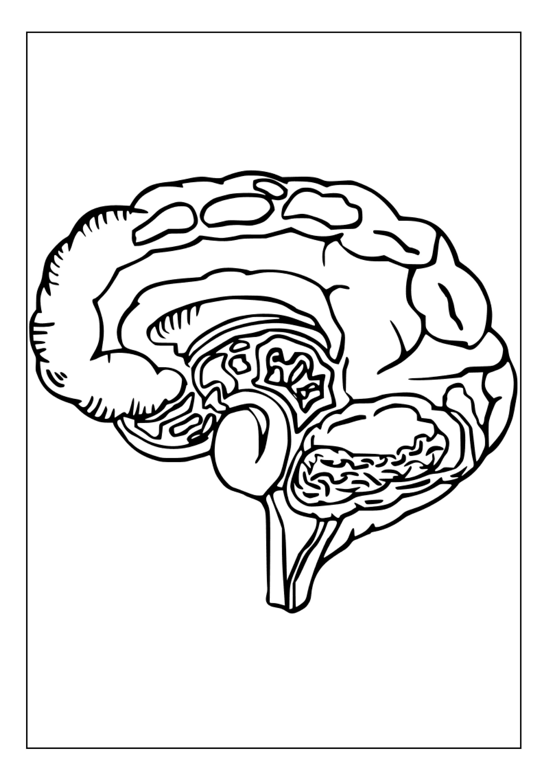 Printable Anatomy Coloring Pages for Kids & Adults | 85 Pages | Instant ...