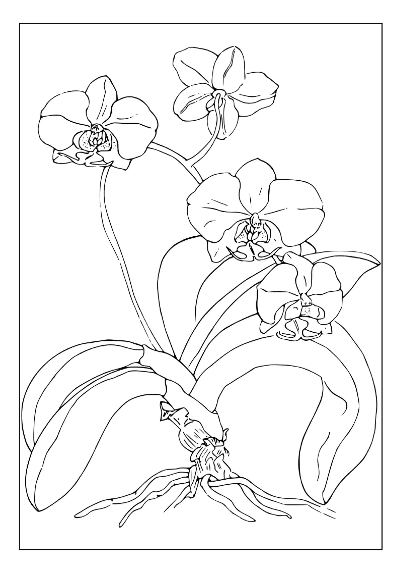 Printable Orchid Coloring Pages for Kids & Adults | 30 Pages | Instant ...