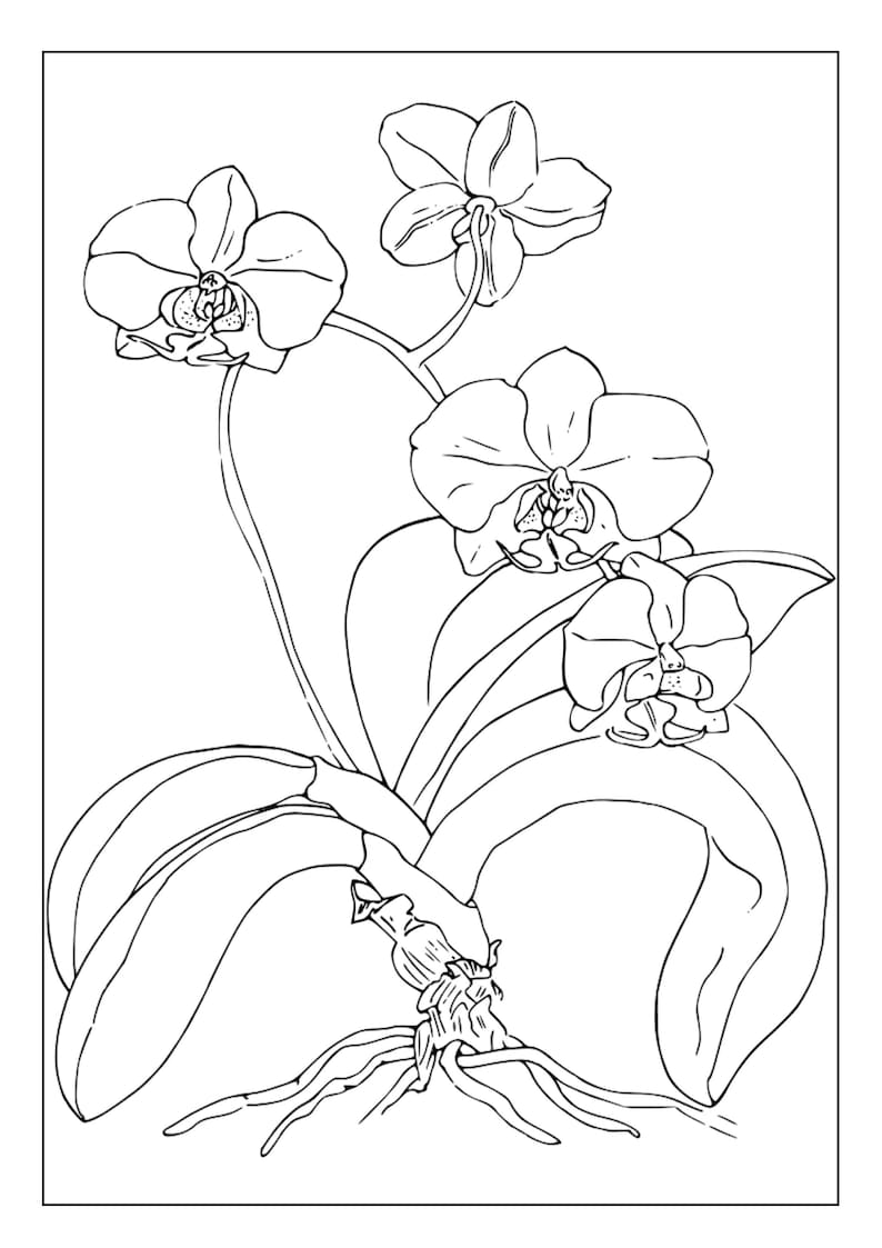 Printable Orchid Coloring Pages for Kids & Adults | 30 Pages | Instant ...
