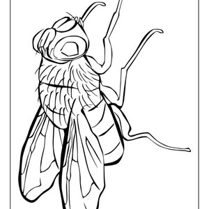 Printable Fly Coloring Pages for Kids & Adults | 25 Pages | Instant ...
