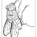 Printable Fly Coloring Pages for Kids & Adults | 25 Pages | Instant ...