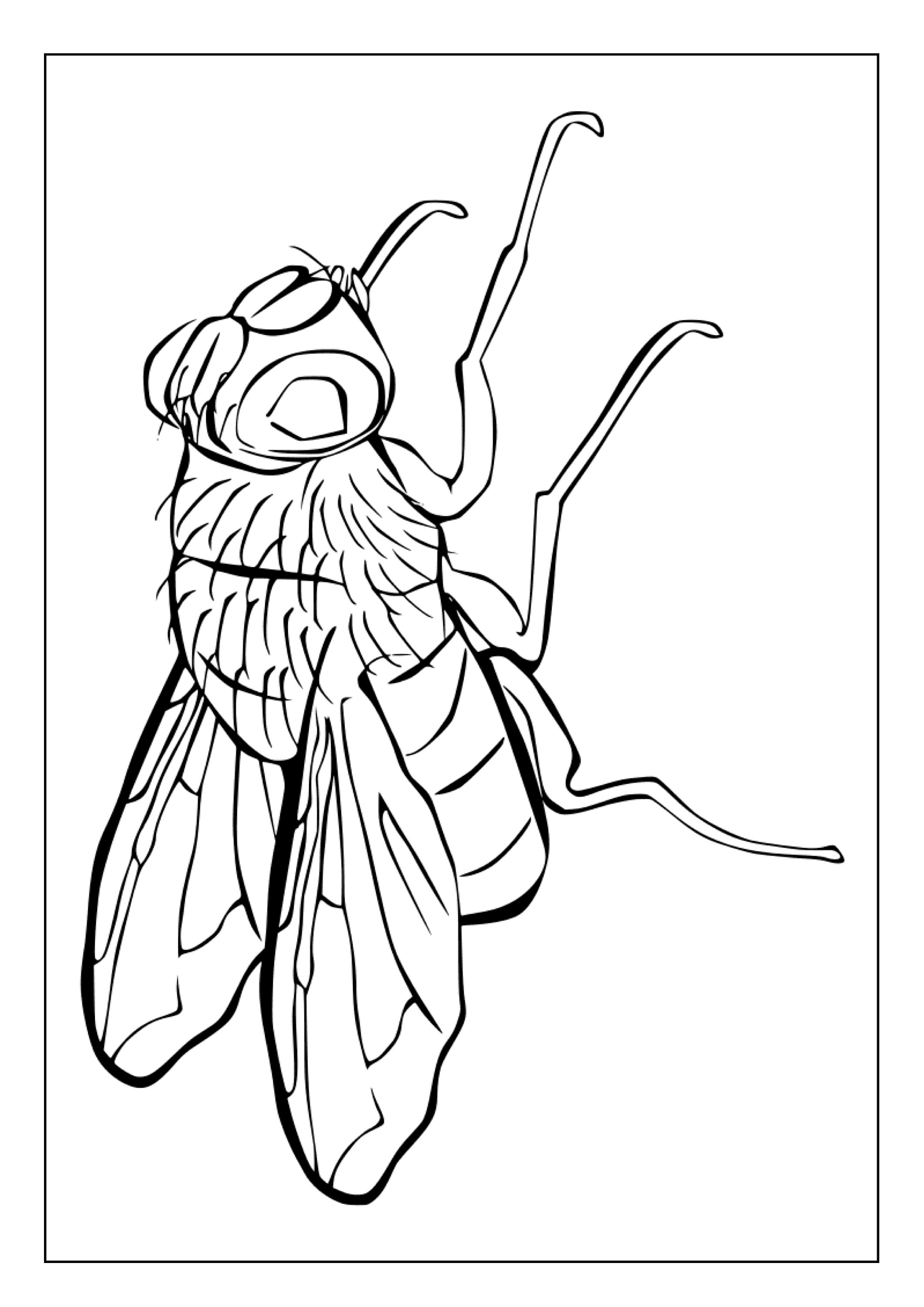 Printable Fly Coloring Pages for Kids & Adults | 25 Pages | Instant ...