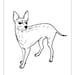 Printable Mammals Coloring Pages for Kids & Adults | 40 Pages | Instant ...