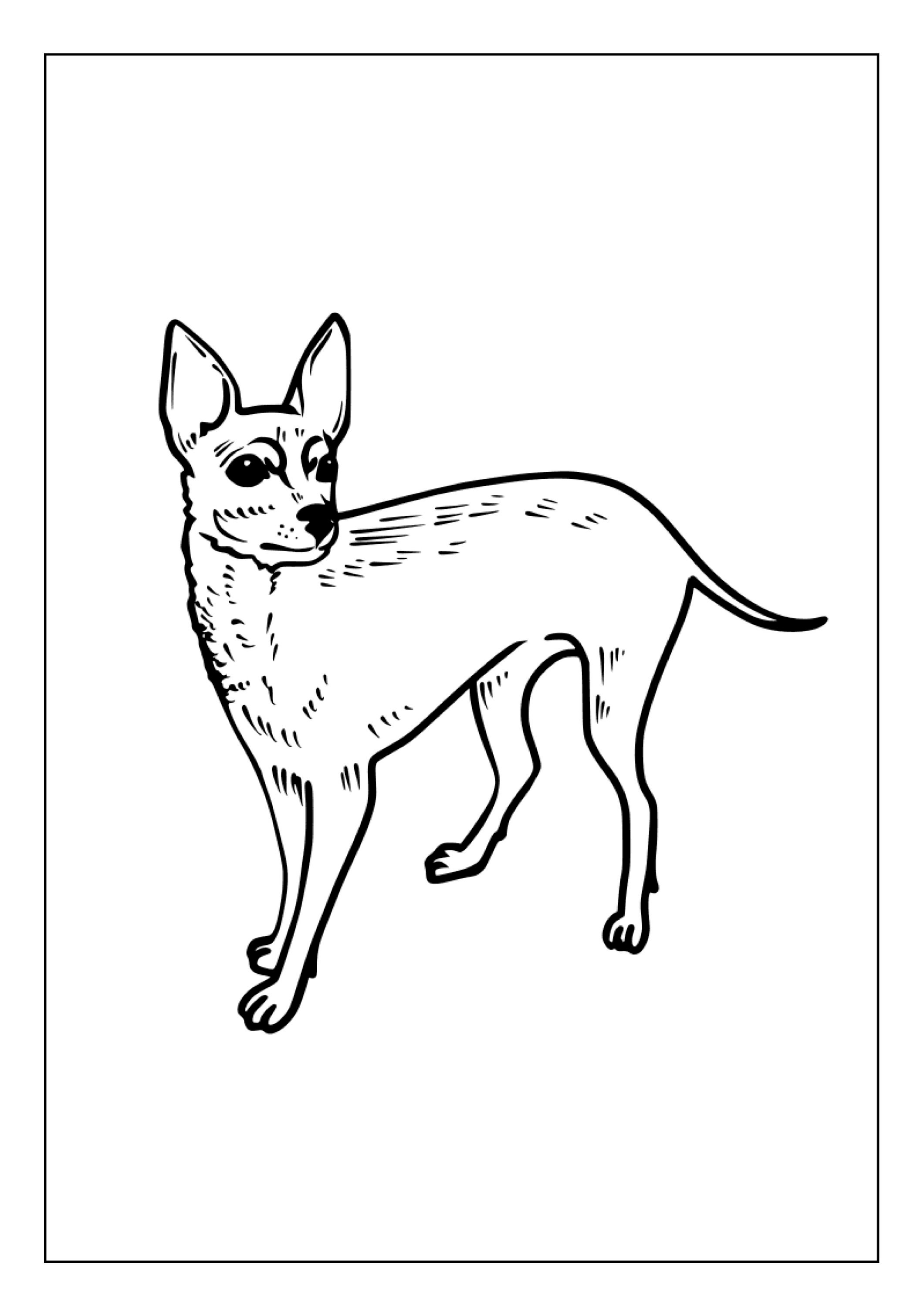 Printable Mammals Coloring Pages for Kids & Adults | 40 Pages | Instant ...
