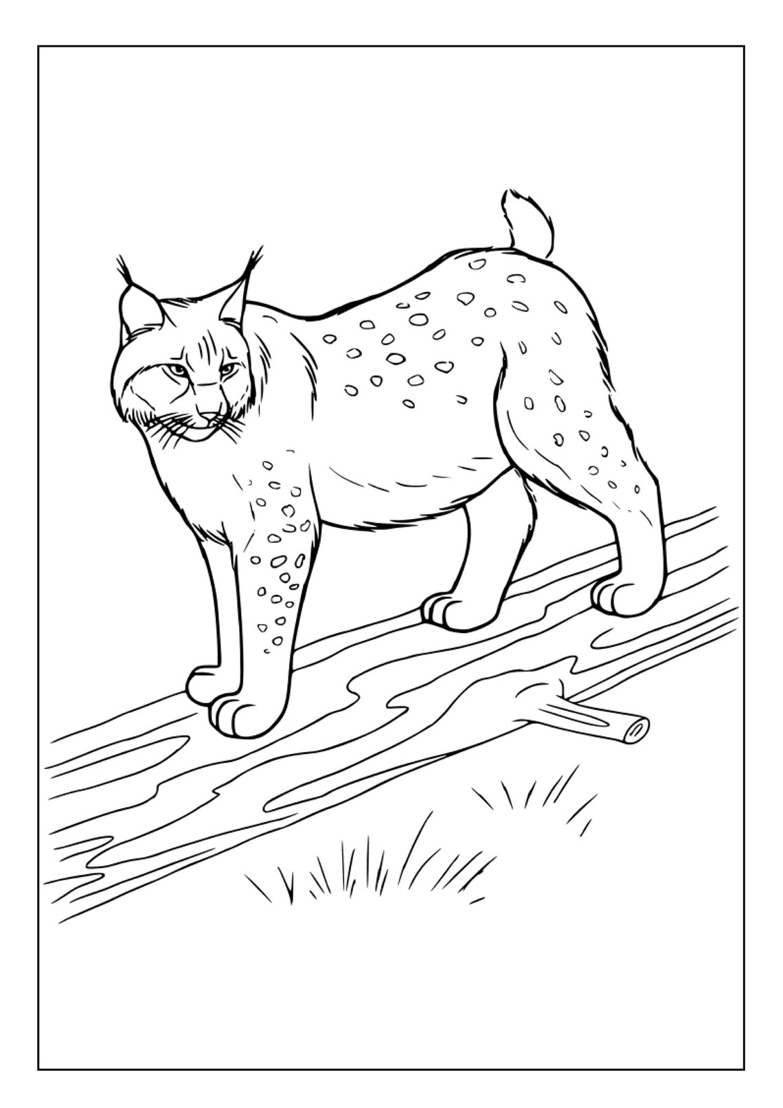 Printable Wild Animals Coloring Pages for Kids and Adults | 60 Pages ...