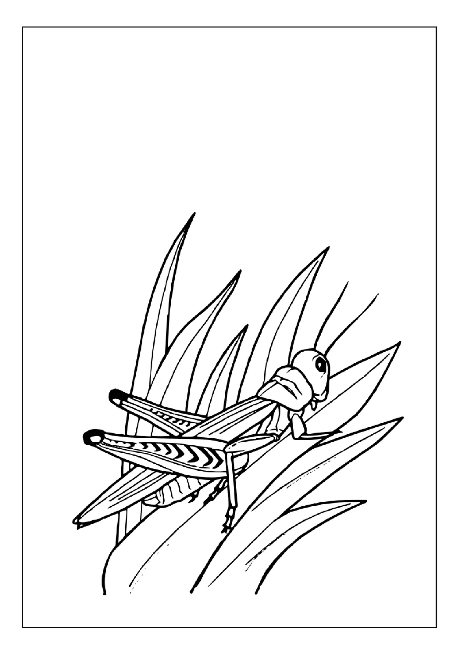 Printable Enchanting Grasshopper Coloring Pages for Kids & Adults | 35 ...