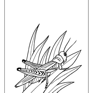 Printable Enchanting Grasshopper Coloring Pages for Kids & Adults | 35 ...